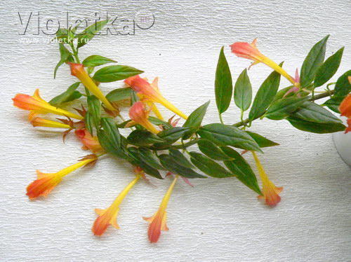 Columnea Bonfire–Каталог колумней