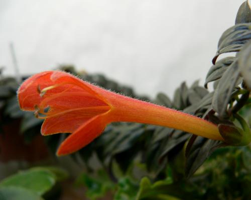 Columnea Chocolate Soldier–Каталог колумней
