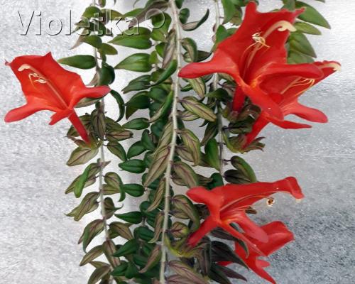 Columnea Red King–Каталог колумней