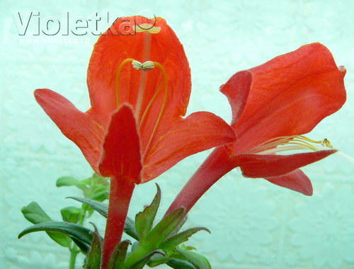 Columnea Red King–Каталог колумней