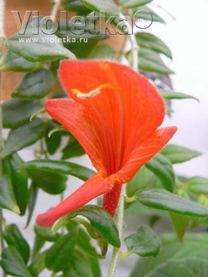 Columnea Red King–Каталог колумней
