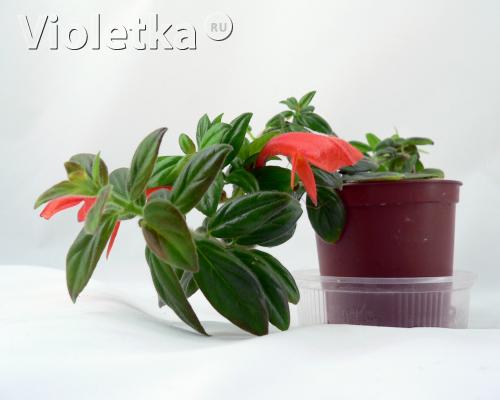 Columnea Red Skelton–Каталог колумней