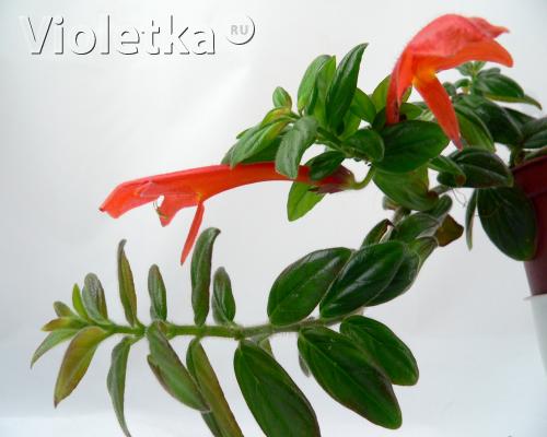 Columnea Red Skelton–Каталог колумней
