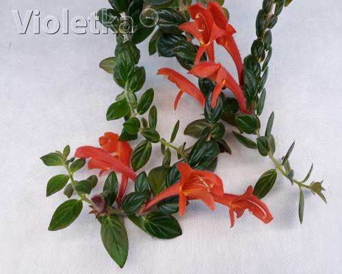Columnea Red Skelton–Каталог колумней