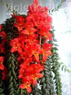 Columnea arguta–Каталог колумней