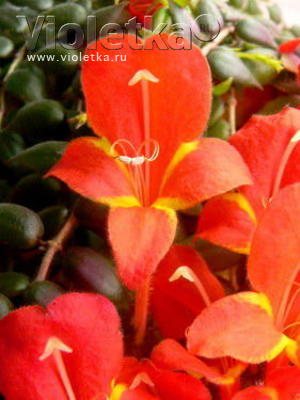 Columnea arguta–Каталог колумней