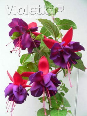 Double Otto–Каталог фуксий