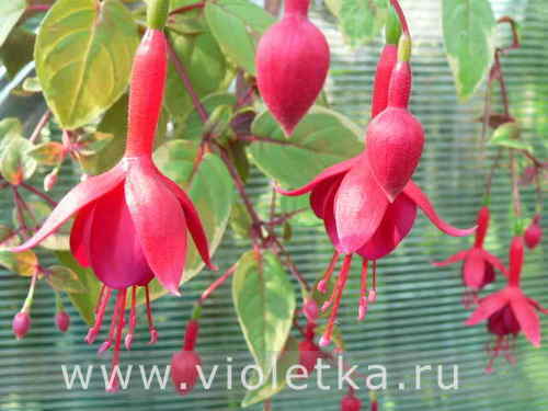 Golden Marinka–Каталог фуксий