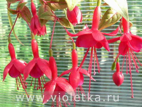 Golden Marinka–Каталог фуксий