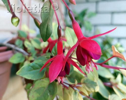 Golden Marinka–Каталог фуксий