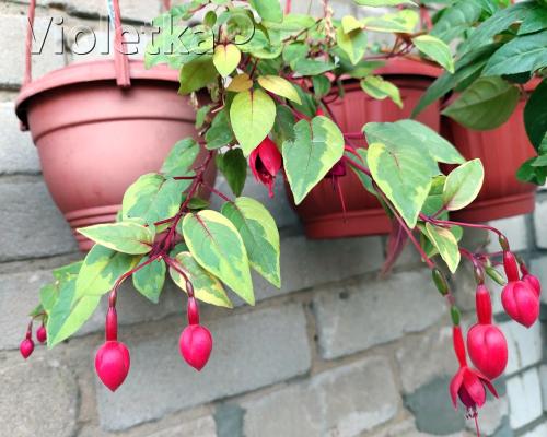 Golden Marinka–Каталог фуксий