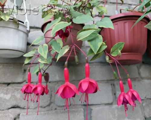 Golden Marinka–Каталог фуксий