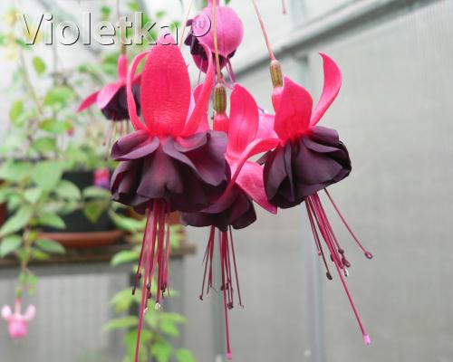 Rohees New Millenium–Каталог фуксий