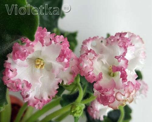 Dn-Квiтка Цiсик–Фиалки селекции Д. Денисенко (Dn-)