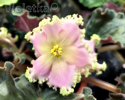 ЕК-Живая Радуга–Фиалки селекции Е. Коршуновой (ЕК-)