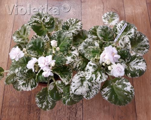 Watermelon Snow–Фиалки зарубежной селекции