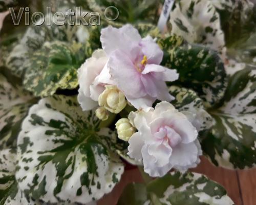 Watermelon Snow–Фиалки зарубежной селекции