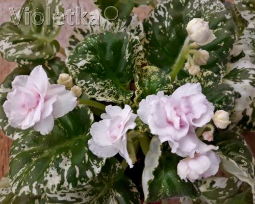 Watermelon Snow–Фиалки зарубежной селекции